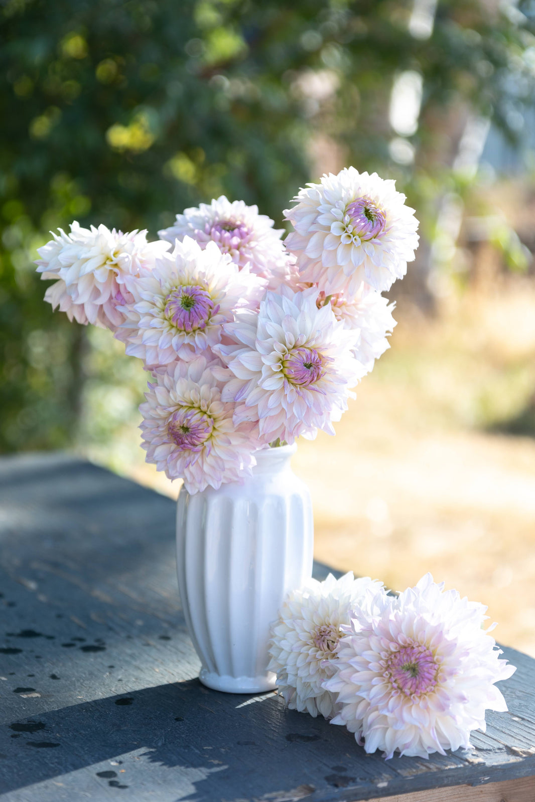 Triple Wren Farms Canada Online Store