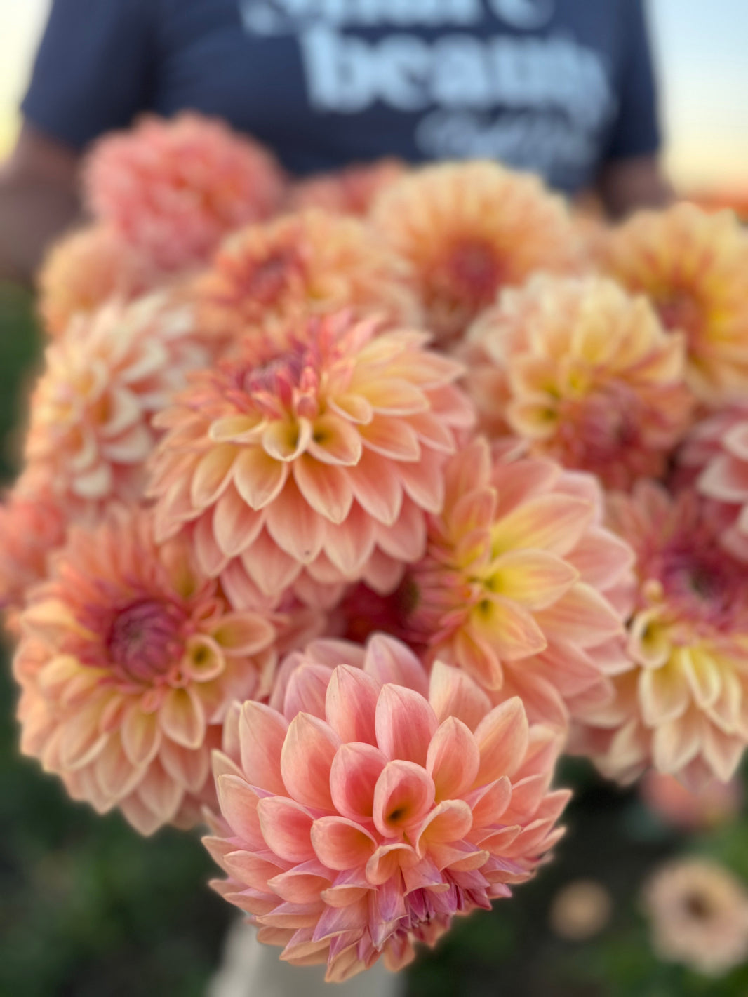Dahlia Tubers – Triple Wren Farms Canada