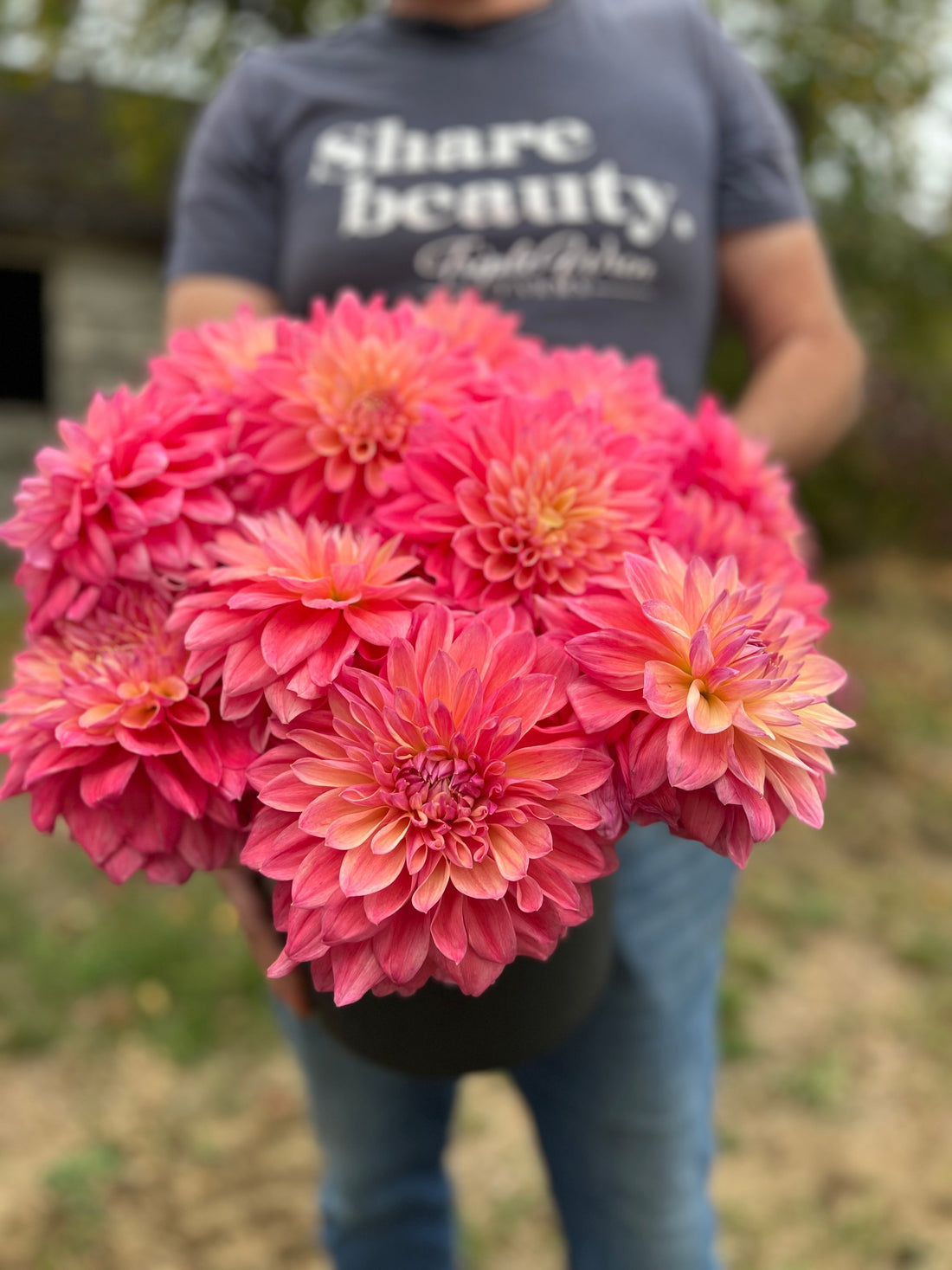 Scaur Swinton Dahlia Tuber – Triple Wren Farms Canada