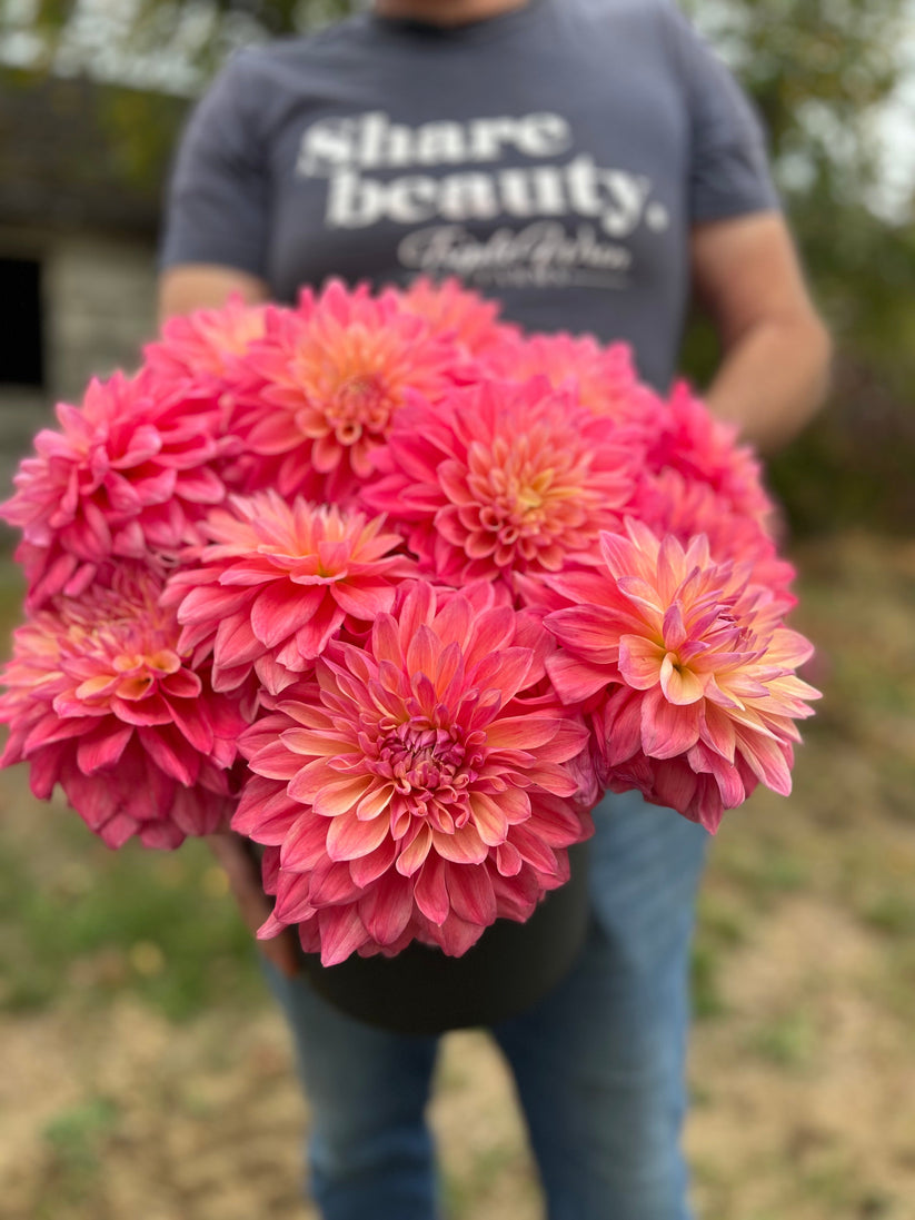 Scaur Swinton Dahlia Tuber – Triple Wren Farms Canada