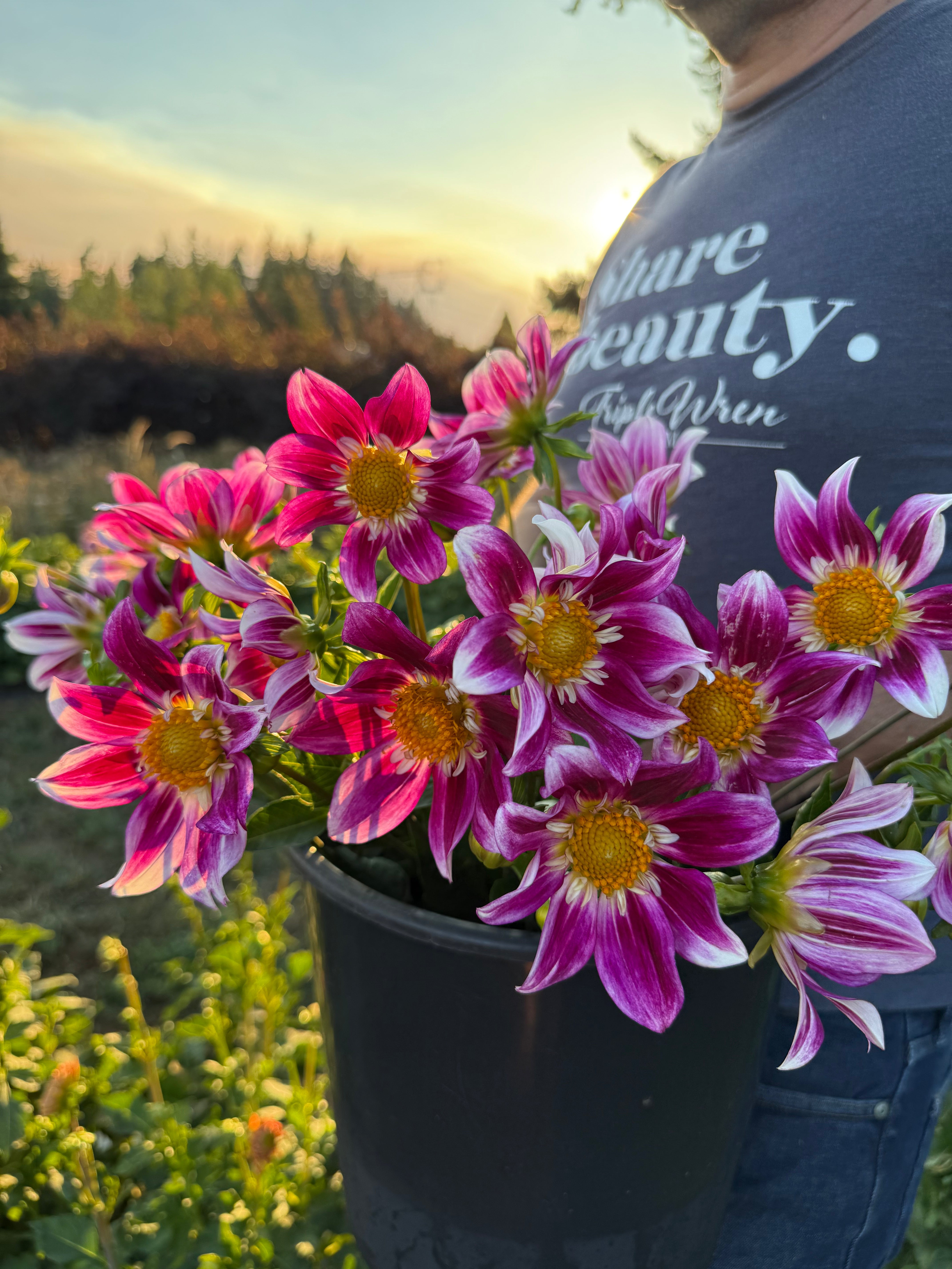 Whistling Bee's Dawn's Early Light Dahlia Tuber – Triple Wren Farms Canada