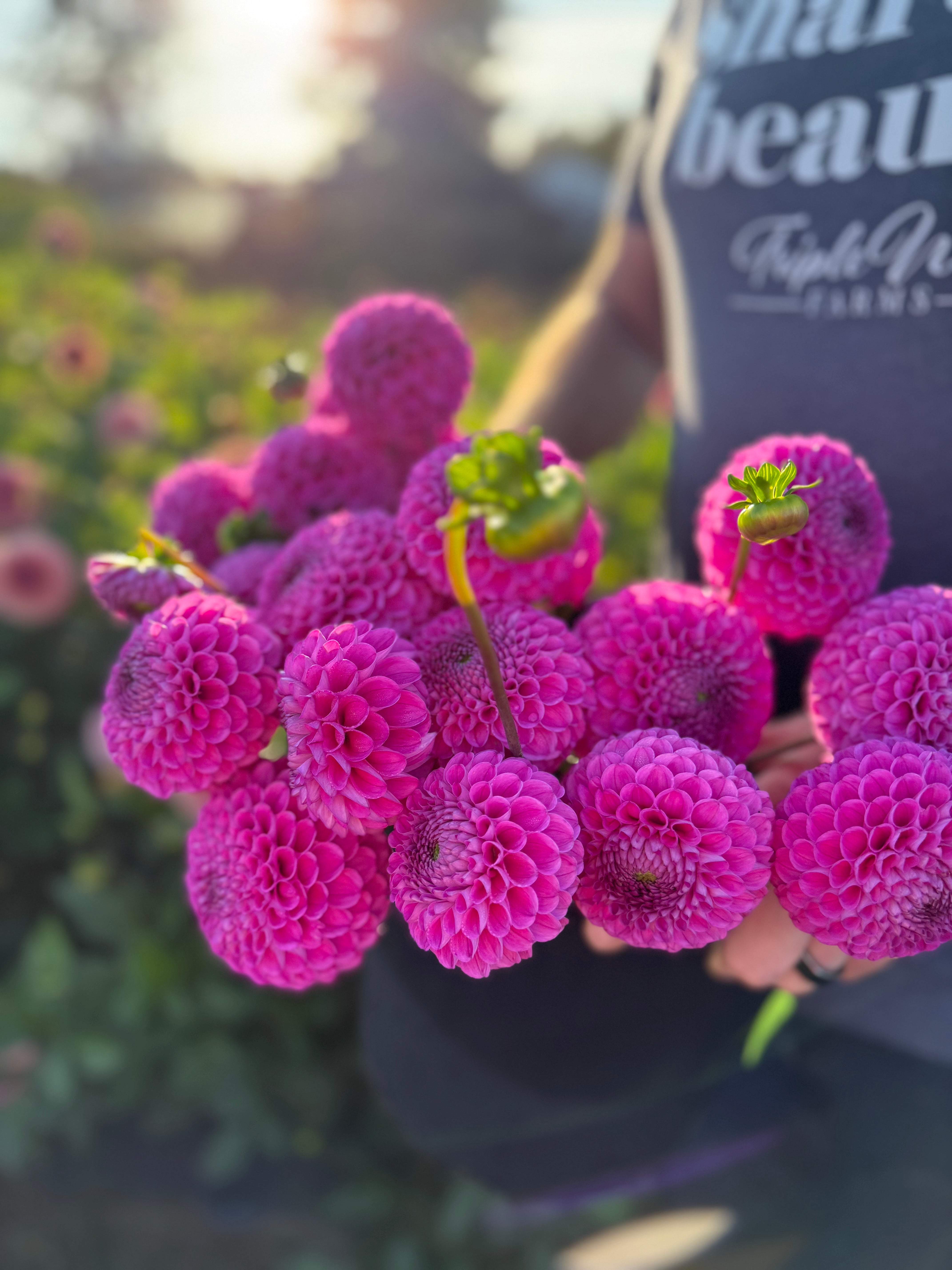 Dahlia Tubers – Triple Wren Farms Canada