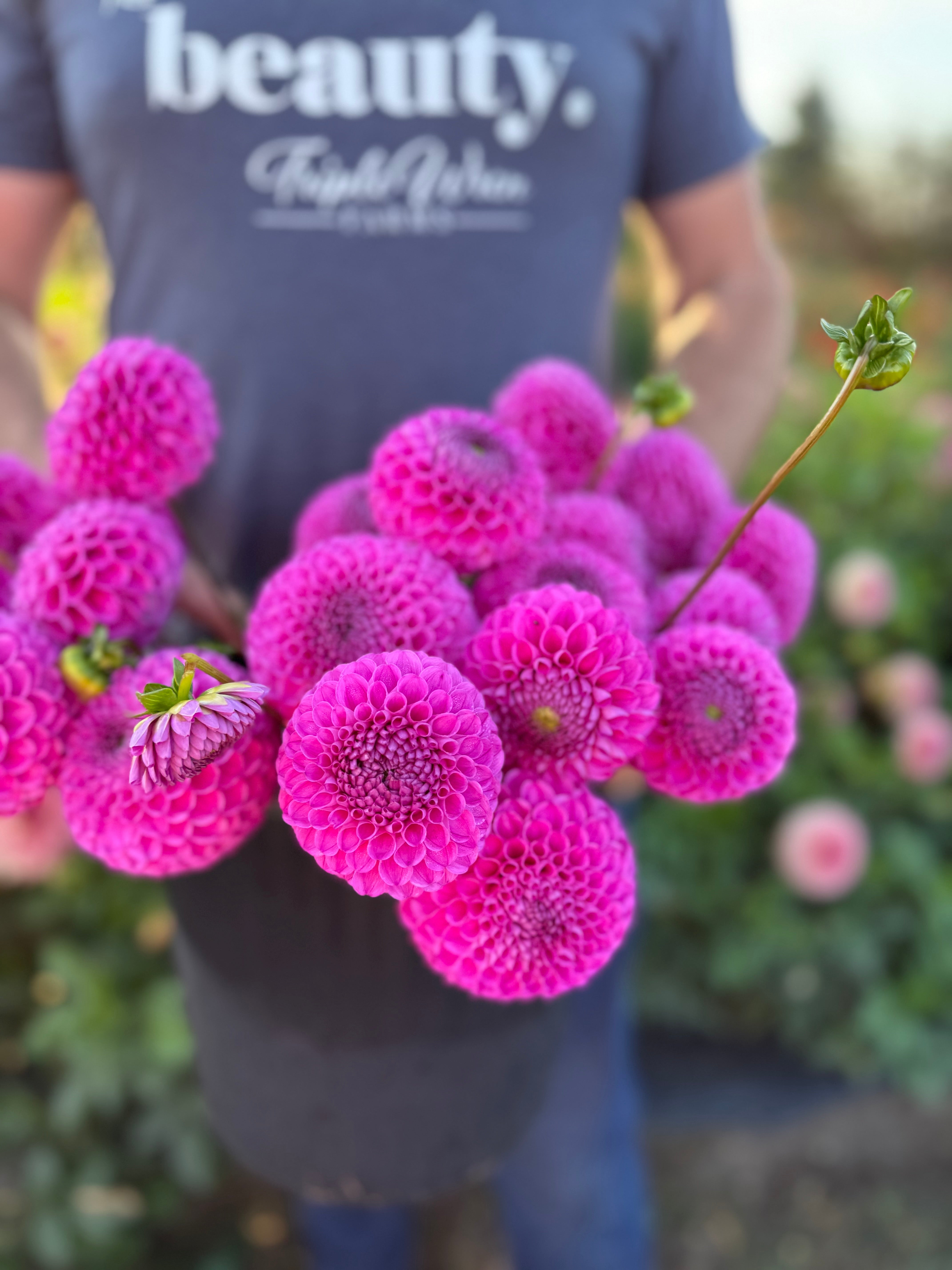 Dahlia Tubers – Triple Wren Farms Canada