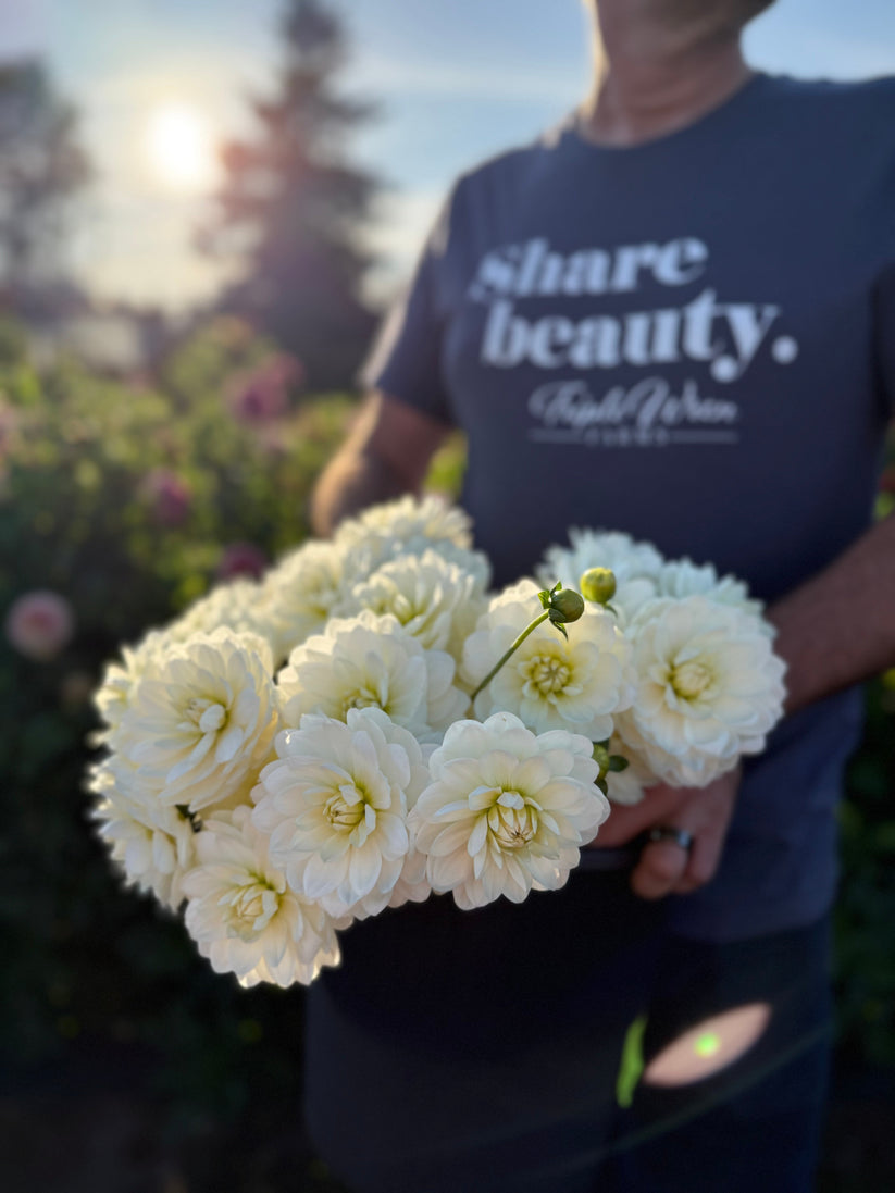 Ms Cherub Dahlia Tuber – Triple Wren Farms Canada
