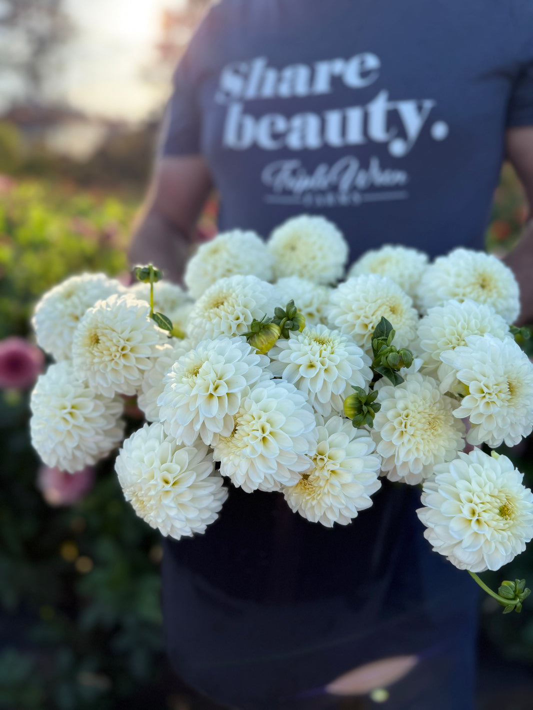 Dahlia Tubers – Triple Wren Farms Canada