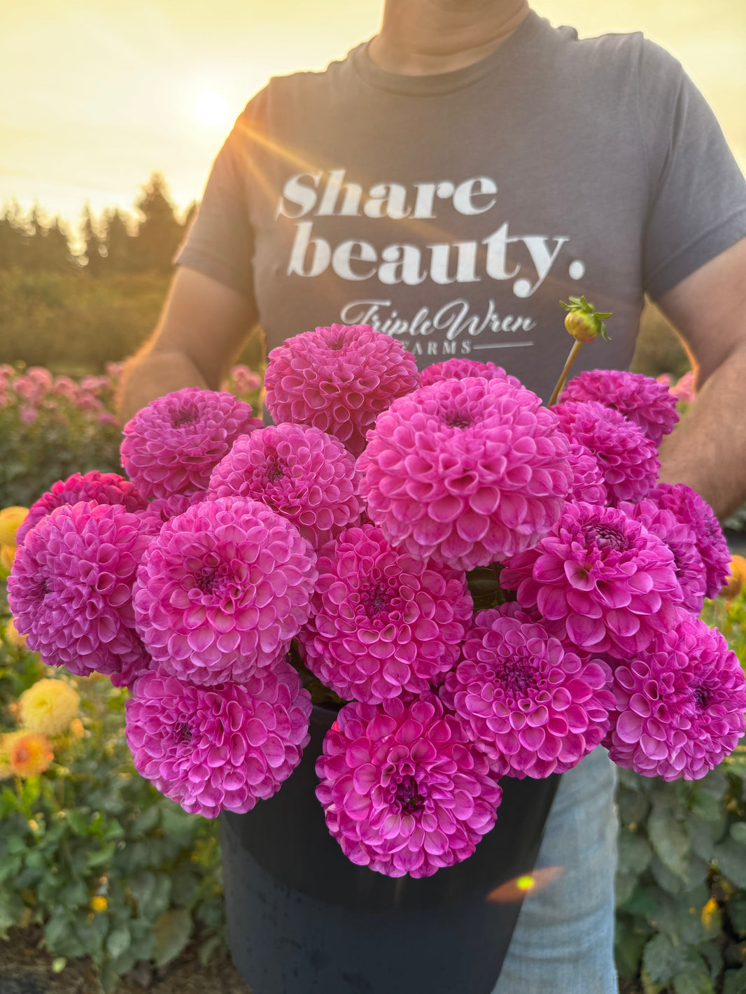 Dahlia Tubers – Triple Wren Farms Canada